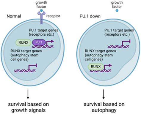 Redistribution Of Pu 1 Partner Transcription Factor Runx1 Binding Secures Cell Survival During