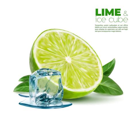Realistic Lime With Melting Ice Cube Mint Leaves Stock Vector