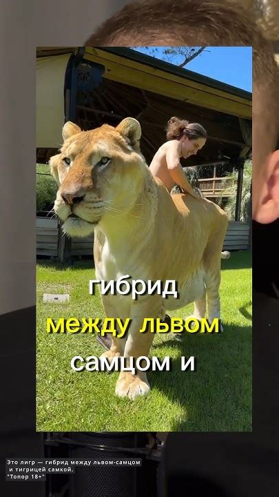 Что за лев этот тигр ? #шортс #новости #чтозалевэтоттигр #тигр #лев ...