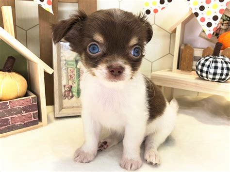 流山おおたかの森店 店舗検索 │ ペッツファースト公式サイト