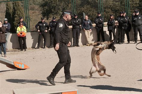 El Ayuntamiento De Cáceres Reconoce El Trabajo De Nero Perro De La