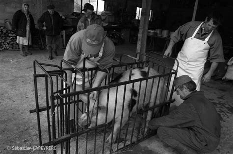 Reportages Terroir La Tradition Du Tue Cochon Dans Les Campagnes