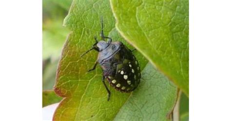 Нов опасен неприятел по културите в Европа и у нас Български Фермер