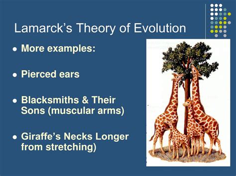 Ppt Lamarck Vs Darwin Powerpoint Presentation Free Download Id 6398652