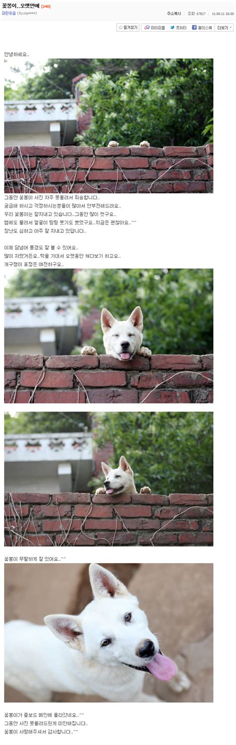 사랑스러운 시골강아지 꽃봉이의 하루 인스티즈instiz 이슈 카테고리