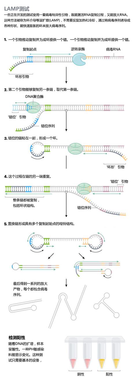 寻找诊断冠状病毒的测试方法有助遏制新冠疫情 生命奥秘