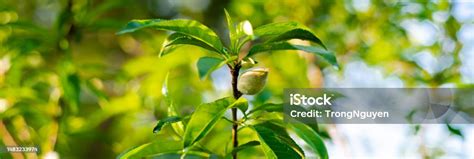 파노라마 뷰 클로즈업 작은 어린 복숭아 과일은 미국 텍사스주 댈러스 근처의 집 과수원에서 무성한 녹색 잎사귀를 가지고 작은 가지에서 자랍니다 0명에 대한 스톡 사진 및 기타