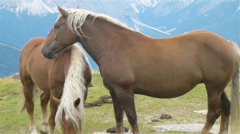 Mann Beim Sex Mit Pferd Erwischt Oe24 At