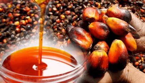 Oil Palm Producers Caution Against Foreign Involvement In Primary