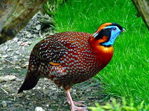 Blyths Tragopan Beautiful Bird Images Photos Wallpapers