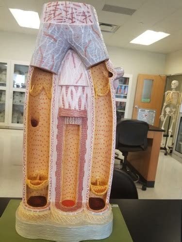 UNIT 2 LAB PRACTICAL Flashcards Quizlet