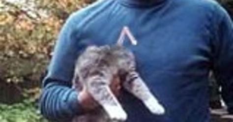 Mags The Headless Cat Imgur
