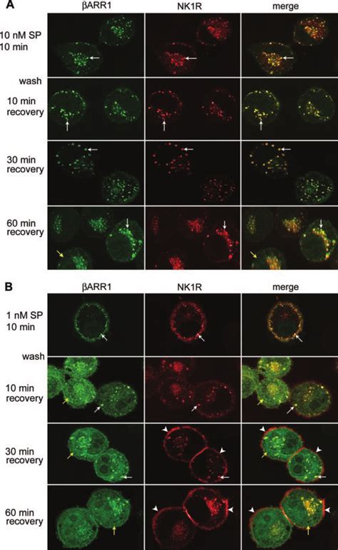 Sp Induced Trafficking Of Arrestin 1 Gfp Knrk Nk1r Cells Were