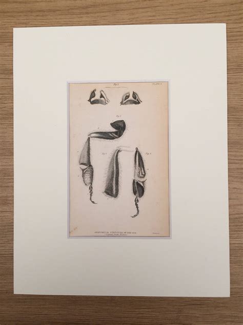 1840 Anatomical Structure Of The Bee Copied From Huber Original