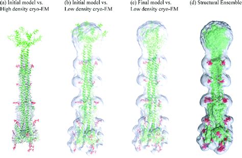Structural Ensemble Of Models Generated By Combining Homology Modeling