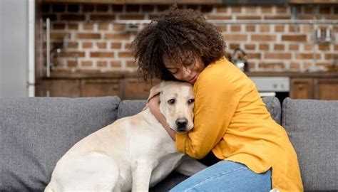 ¿la Sarna En Perros Se Contagia A Las Personas