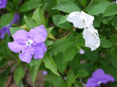 Brunfelsia Australis