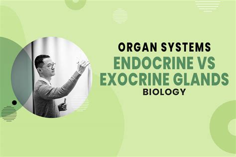 Endocrine Vs Exocrine Glands Mcat Biology Medschoolcoach