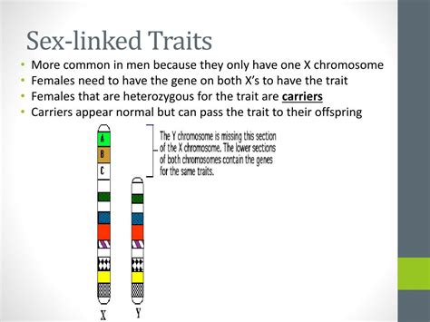Ppt Adva Nced Genetics Multiple Alleles And Sex Linked Traits