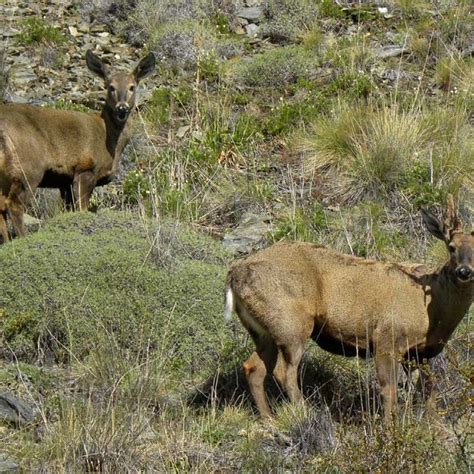 Male And Female Huemul Hippocamelus Bisulcus In The Future Patagonia
