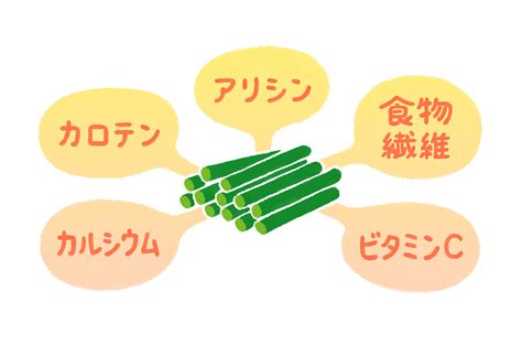 にんにく の 栄養 成分