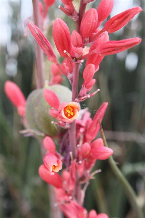 Yucca Red 5544 Stock Image Image Of Color Blossom 170086775