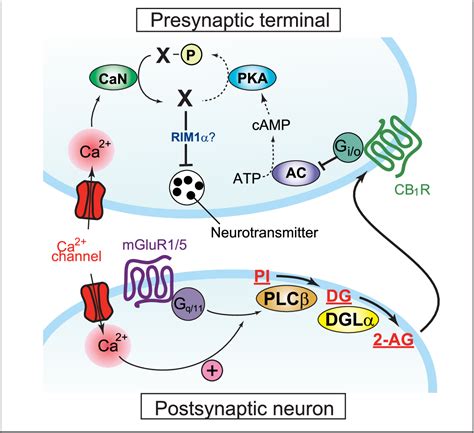 Figure 3 From Endocannabinoids And Retrograde Modulation Of Synaptic