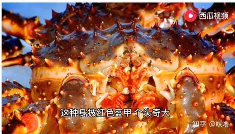 阿拉斯加帝王蟹为何这么贵？西瓜视频为你揭秘它背后的故事 知乎