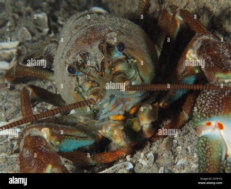 Detailed View Of A Crayfish Head With Focussed Eyes Signal Crayfish