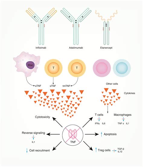 The Role Of Infliximab Biosimilar Ct P13 In Inflammatory Bowel Disease