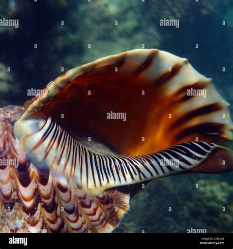 Live triton Shell (Charonia Tritoniswasser) unter Wasser auf Fitzroy ...