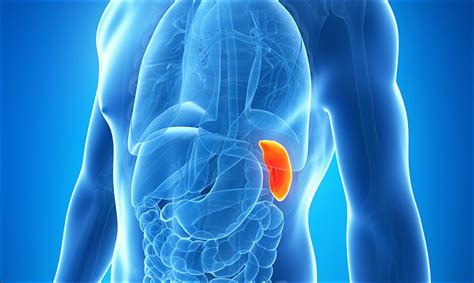 Compliance With Australian Splenectomy Guidelines In Patients