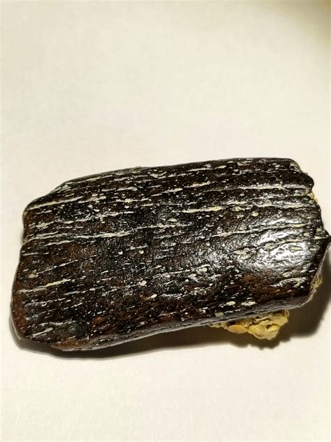 Identification Fossile Demandes D Identification De Fossiles Géoforum