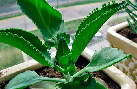 El Parroquiano Conozca La Planta Medicinal El Kalanchoe Tambien