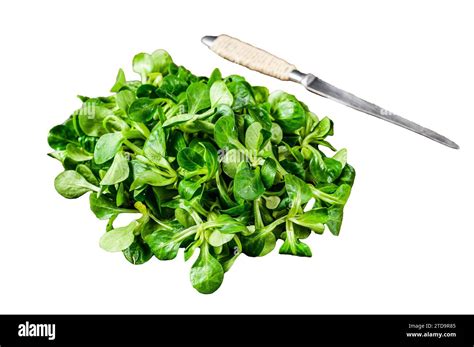 Fresh Raw Green Lambs Lettuce Corn Salad Leaves On A Wooden Cutting
