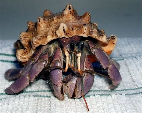 Blueberry Hermit Crab Coenobita Purpureus Wvsvy