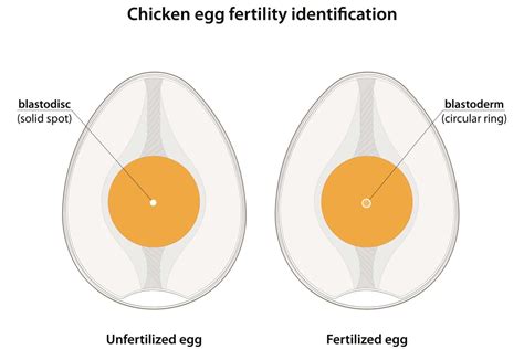 How Are Chicken Eggs Fertilized 13 Most Asked Questions