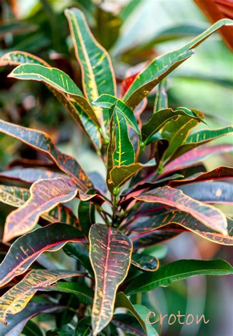 Croton Plants Care How To Grow Codiaeum Variegatum Indoors
