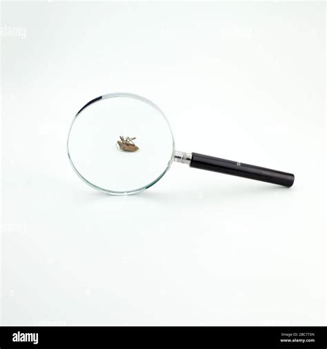 Document Search Bug Search Stock Photo Alamy