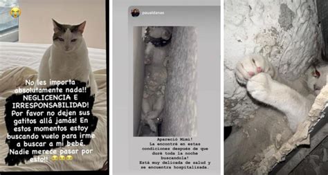 Dueña De Gato Denunció A Guardería De Felinos Que De Acuerdo Con Ella
