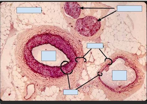 Microscope Arteries And Veins Diagram Quizlet