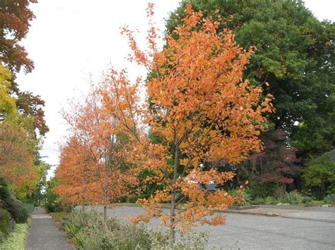 Downy Serviceberry Tree Fall