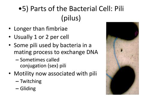 Bacteria I Ppt Download