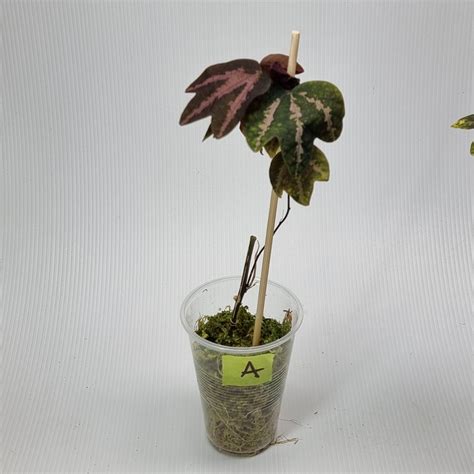 Passiflora Trifasciata Aka Duckfeet Plant Flora Magnifica Australia