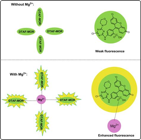 Fluorescein Probe 40 Used For Mg²⁺ Detection Reproduced With