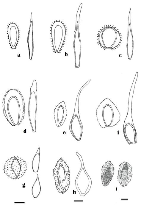 A Comprehensive Account Of The Rust Genus Skierka Skierkaceae
