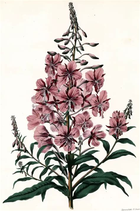 Erdei Deréce Epilobium Angustifolium Herbanyus