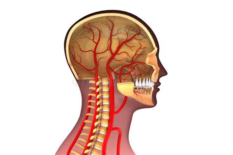 Human Head Cross Section Stock Illustration Illustration Of Normal