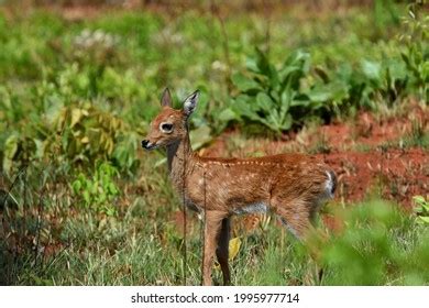 545 Pampas Deer Images Stock Photos Vectors Shutterstock