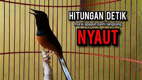 Murai Batu Gacor AMPUH Buat PANCINGAN Murai Batu Agar Bunyi JADIKAN